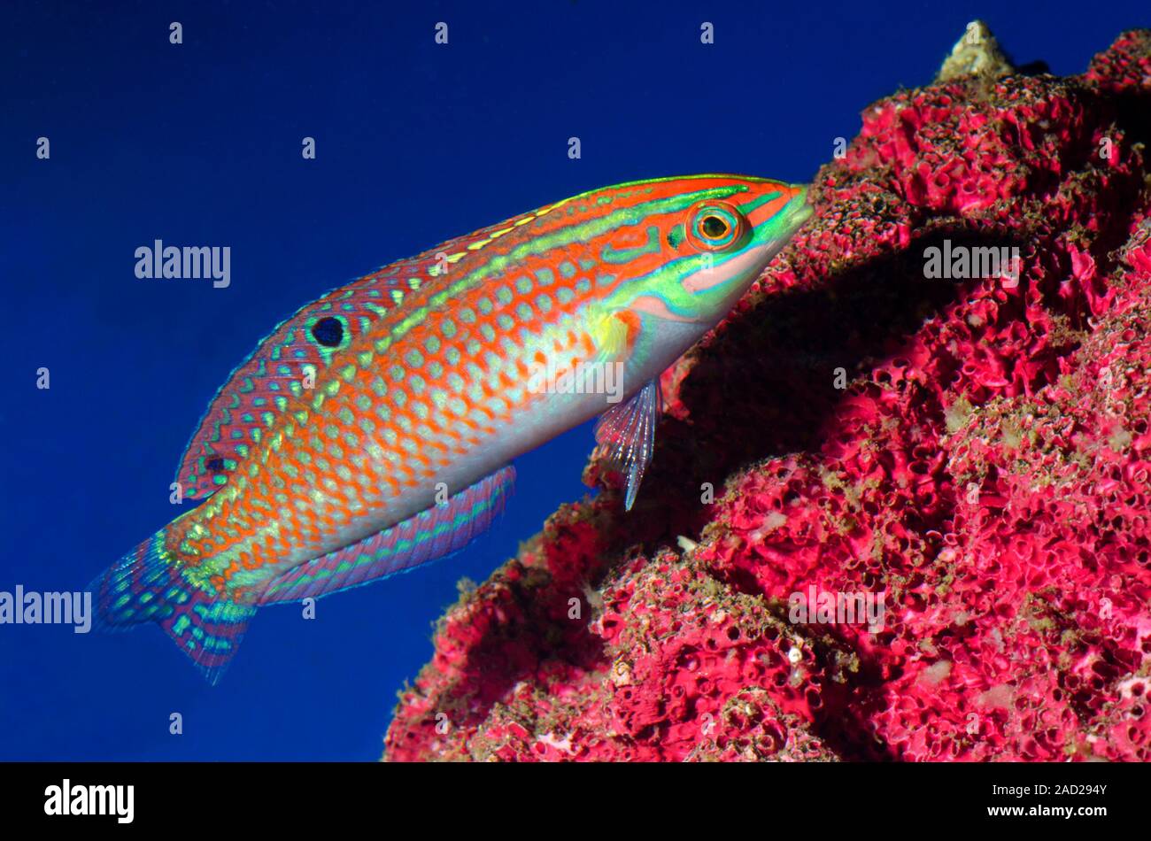 Adorned wrasse (Halichoeres cometus). This tropical marine fish is ...