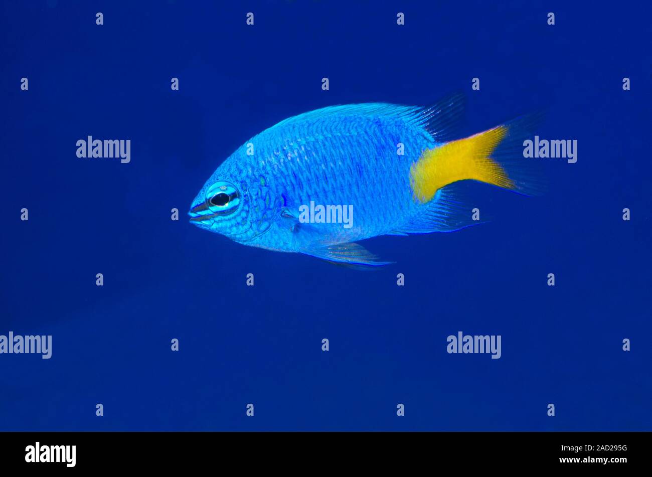 Yellow-tailed blue damselfish (Chrysiptera parasema). This tropical ...