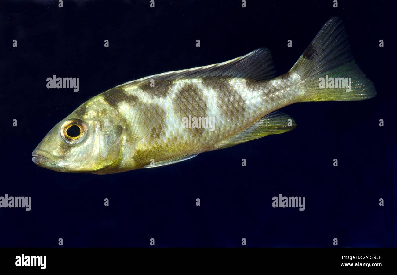 Juvenile Livingston's cichlid (Nimbochromis livingstonii). This species ...
