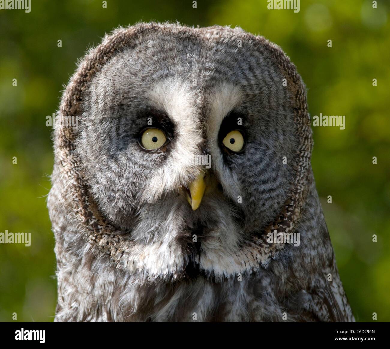 Great grey owl (Strix nebulosa). Close-up of a great grey owl, showing ...