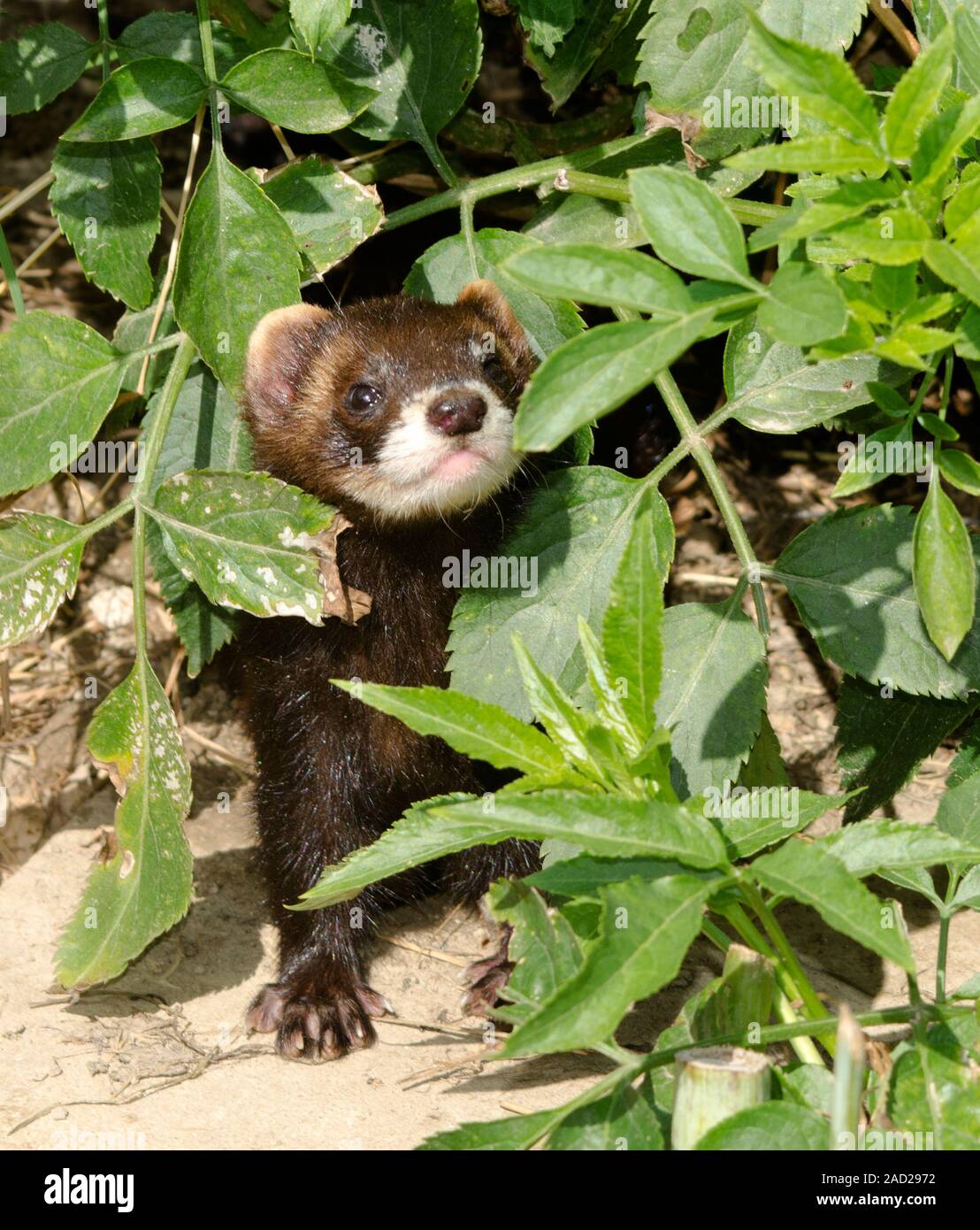 European polecat (Mustela putorius). The polecat is native throughout ...