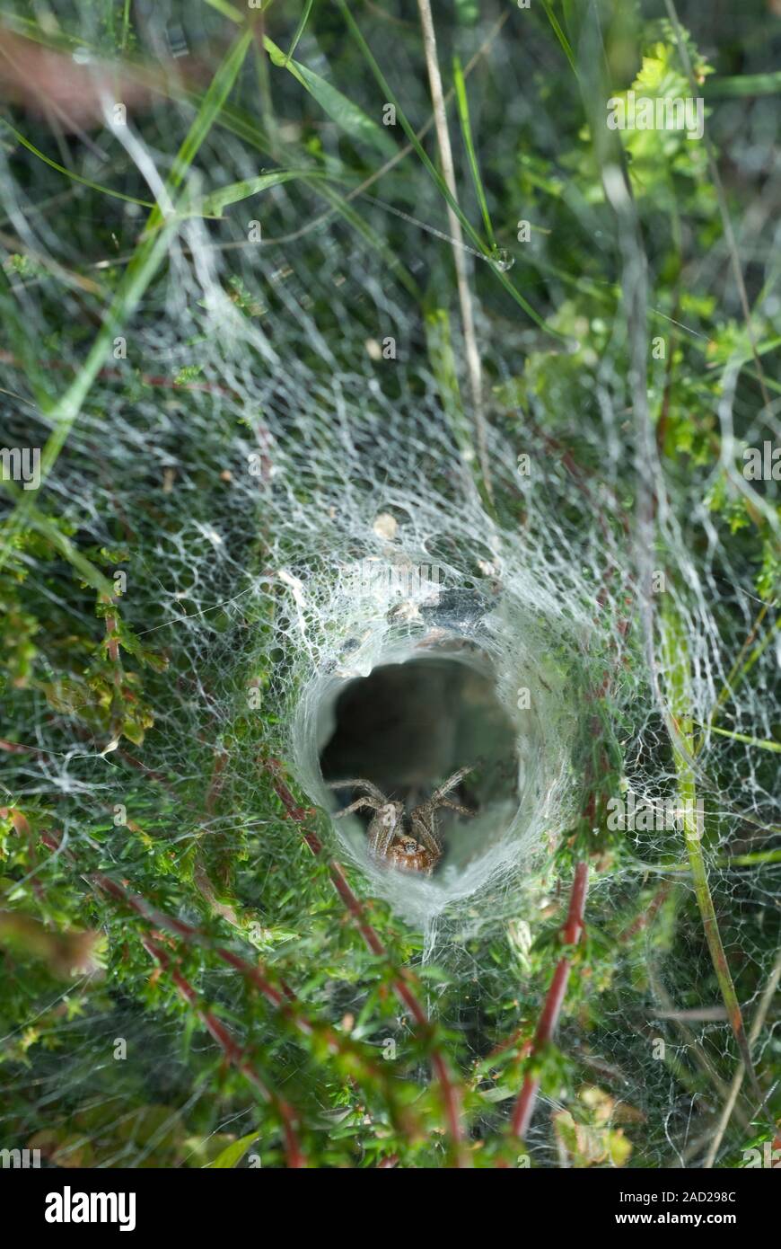 Labyrinth spider (Agelena labyrinthica) in its web. This common funnel ...