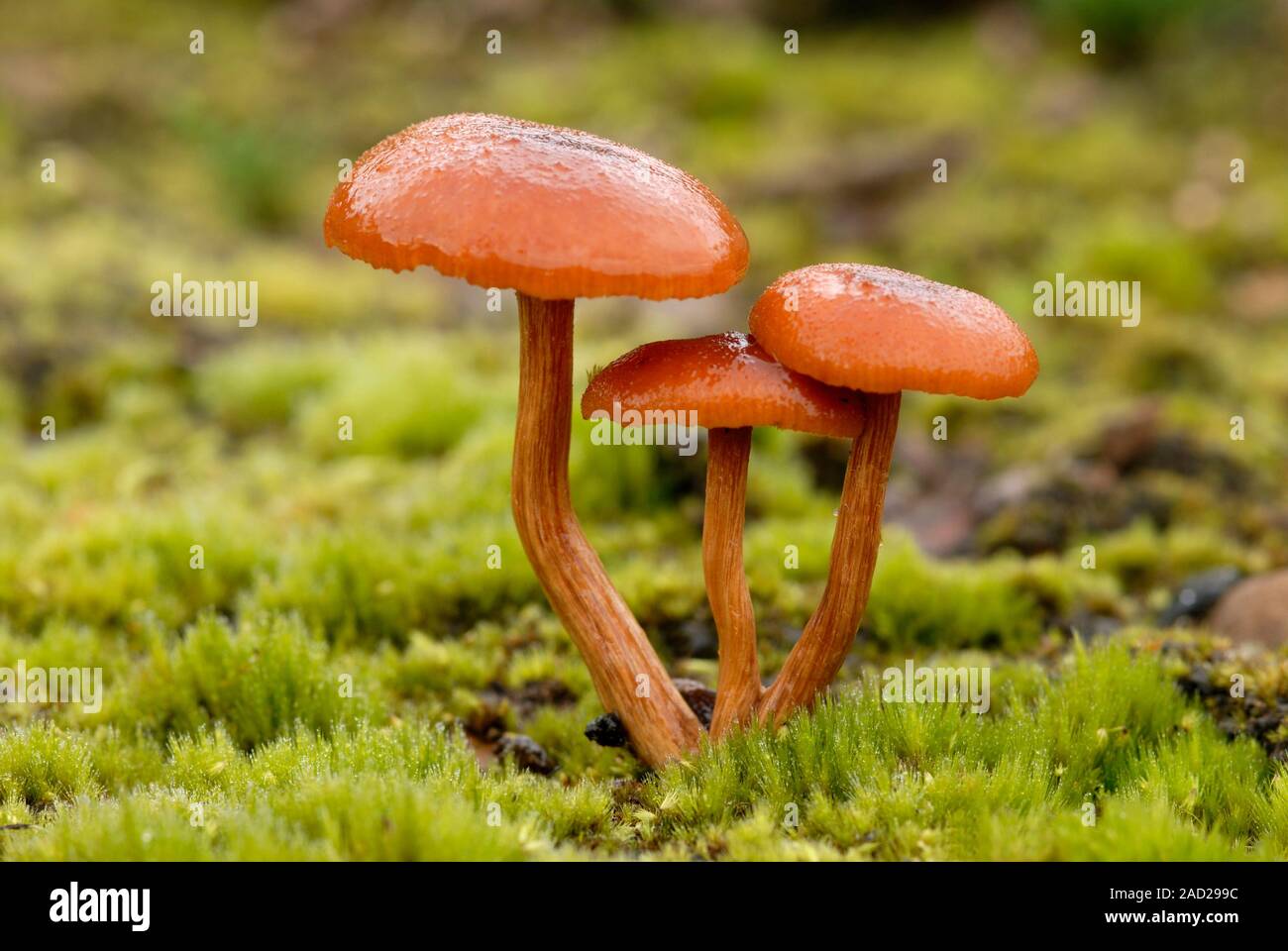 Deceiver fungi (Laccaria laccata) growing on a mossy patch ...