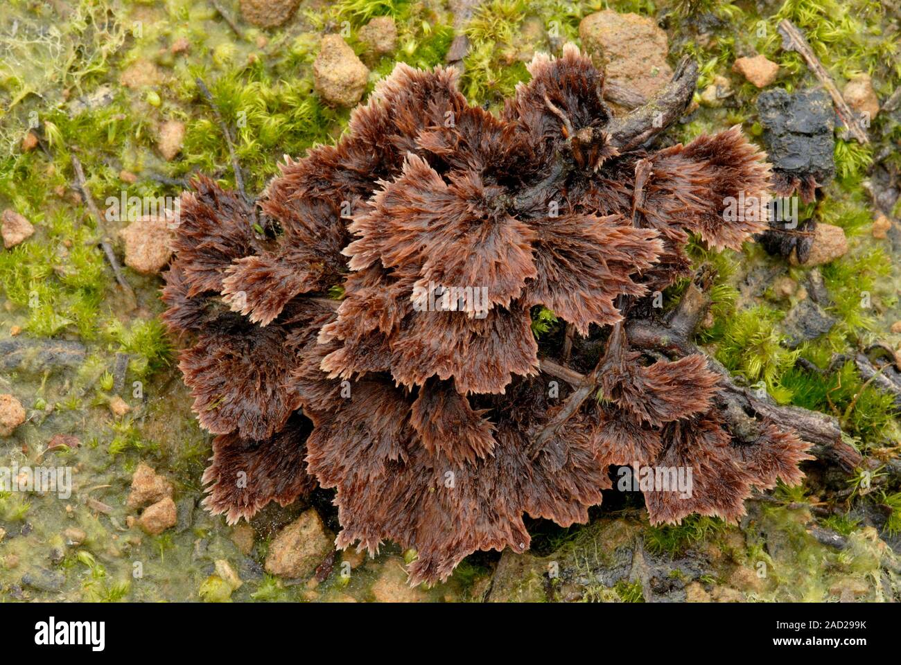 Earth-fan fungus (Thelephora terrestris) growing on sandy soil ...