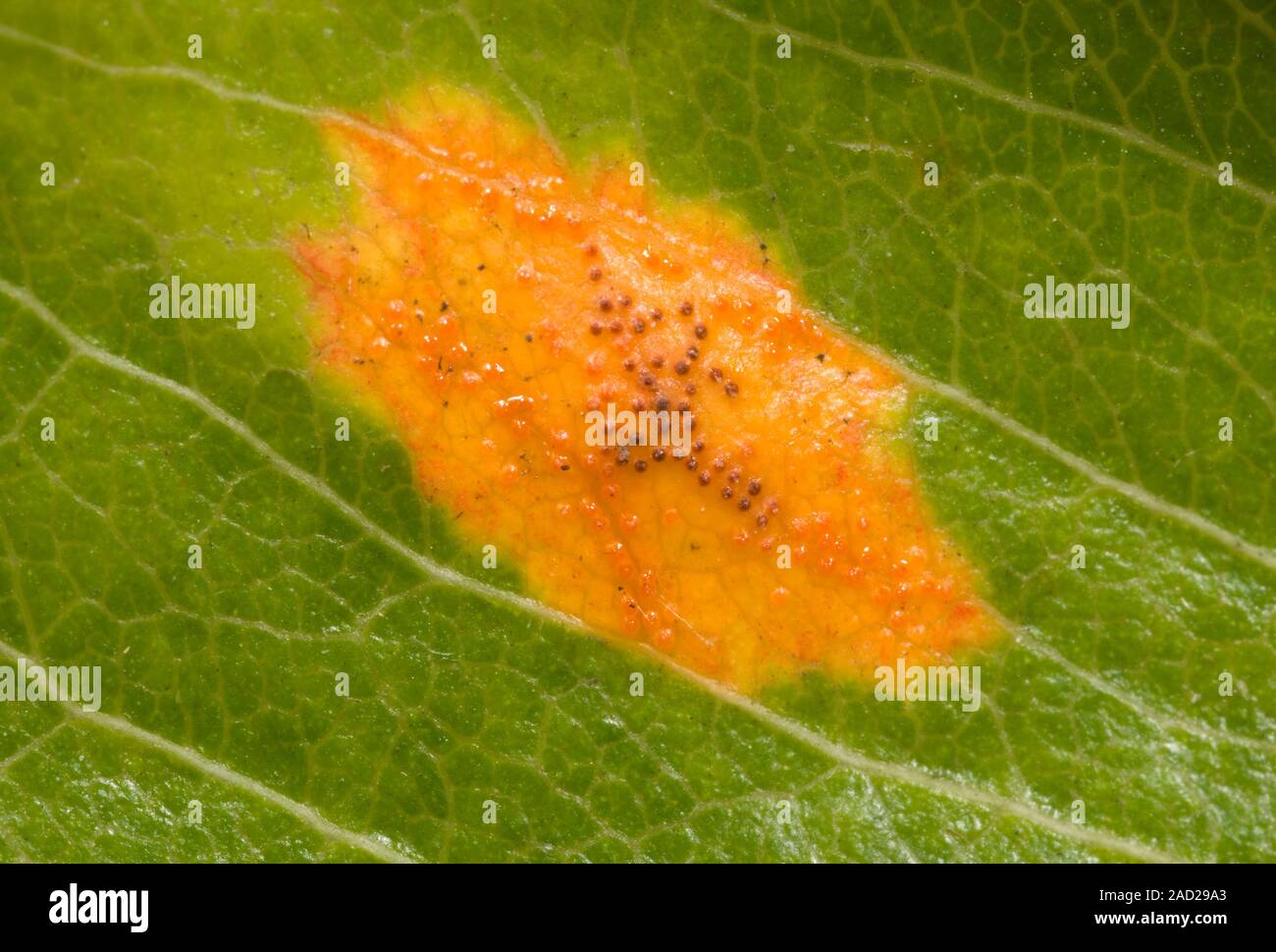 Cedar apple rust on a leaf. Close-up of a bright orange patch of cedar ...