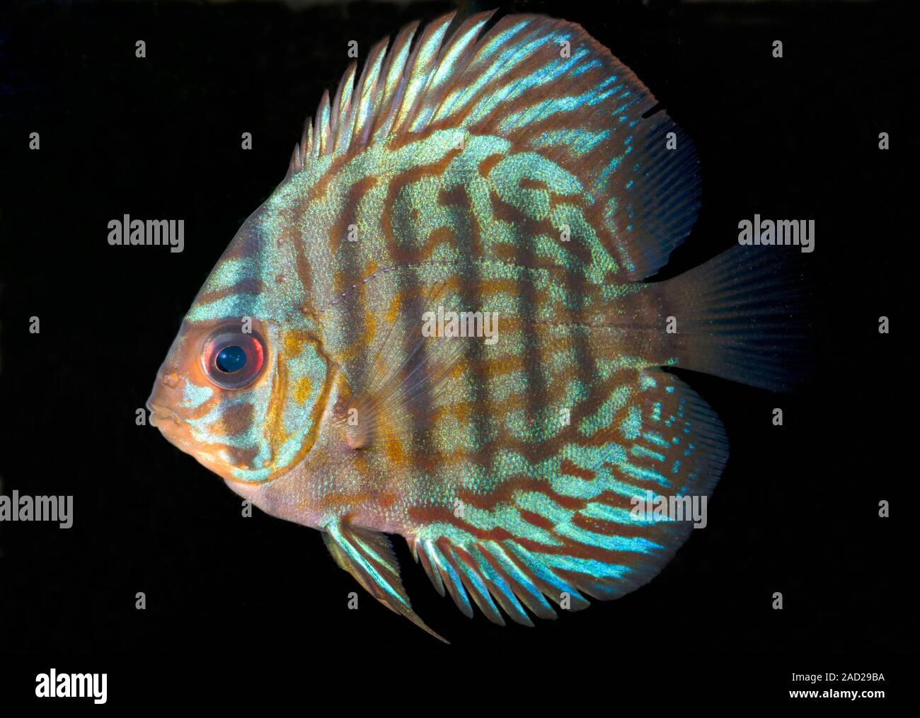 Striped turquoise discus (Symphysodon aequifasciata). This species of ...