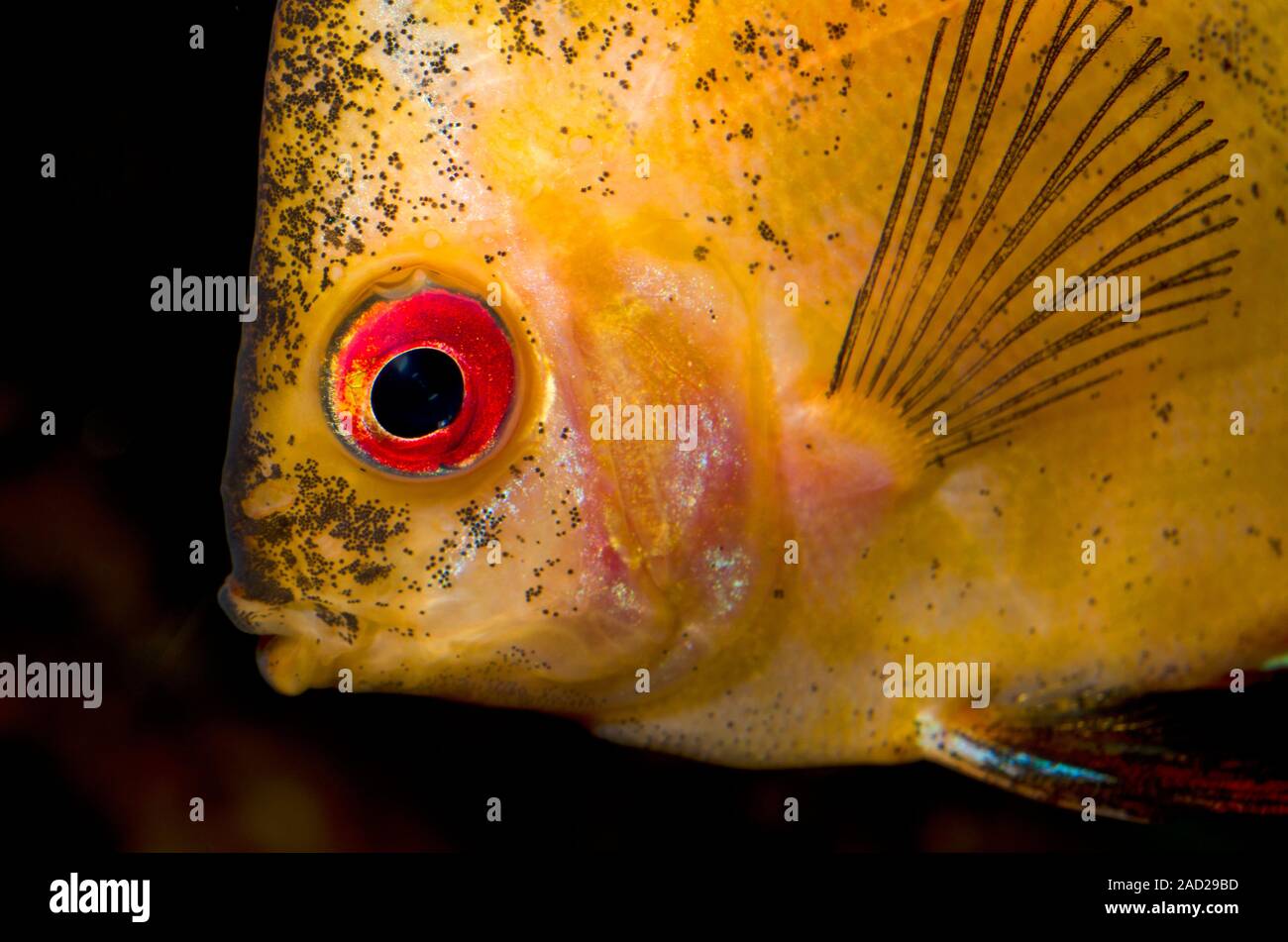 Red melon discus (Symphysodon aequifasciata). This species of cichlid ...