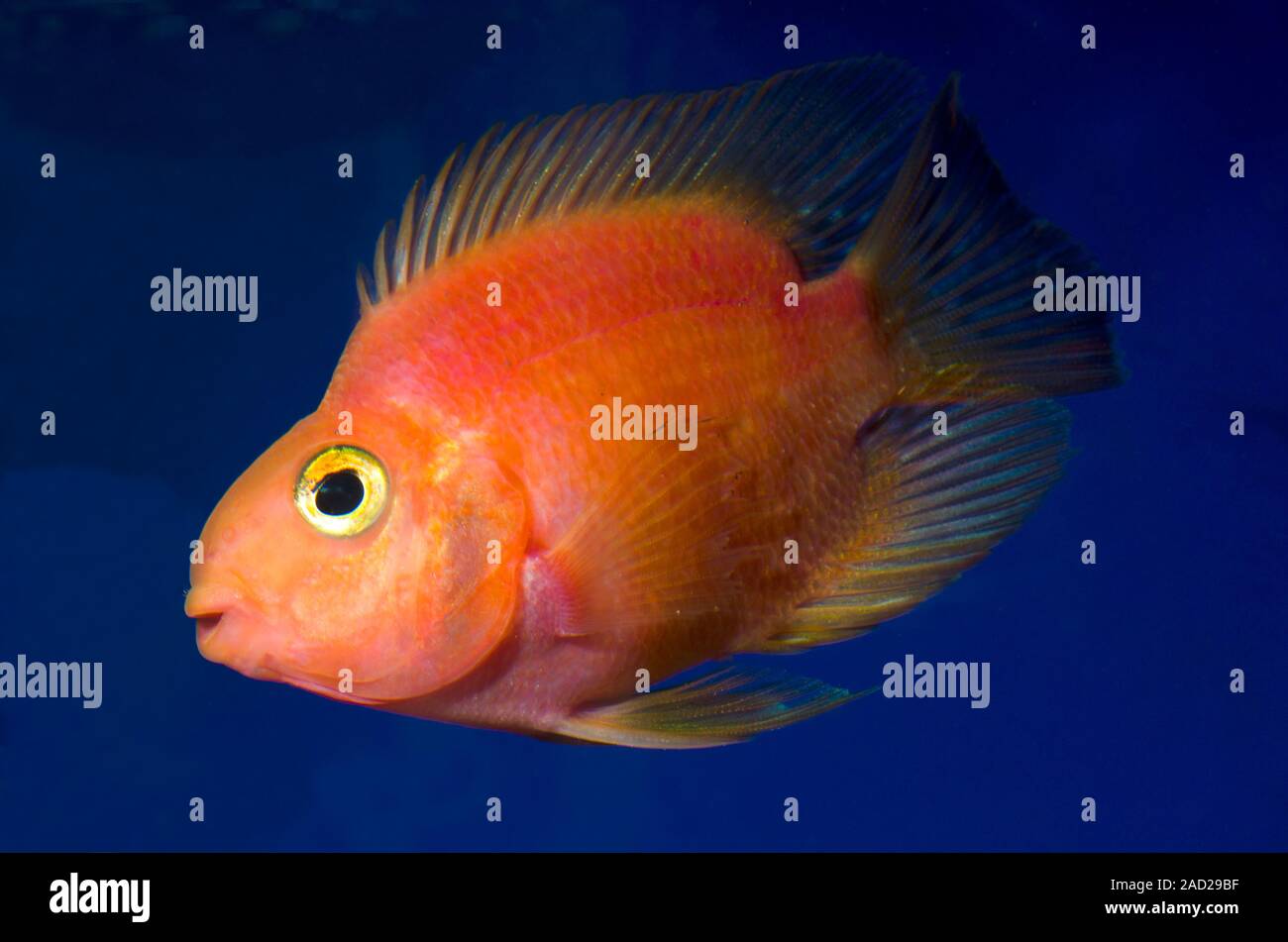 Blood parrot cichlid. This fish is a hybrid of the midas cichlid ...