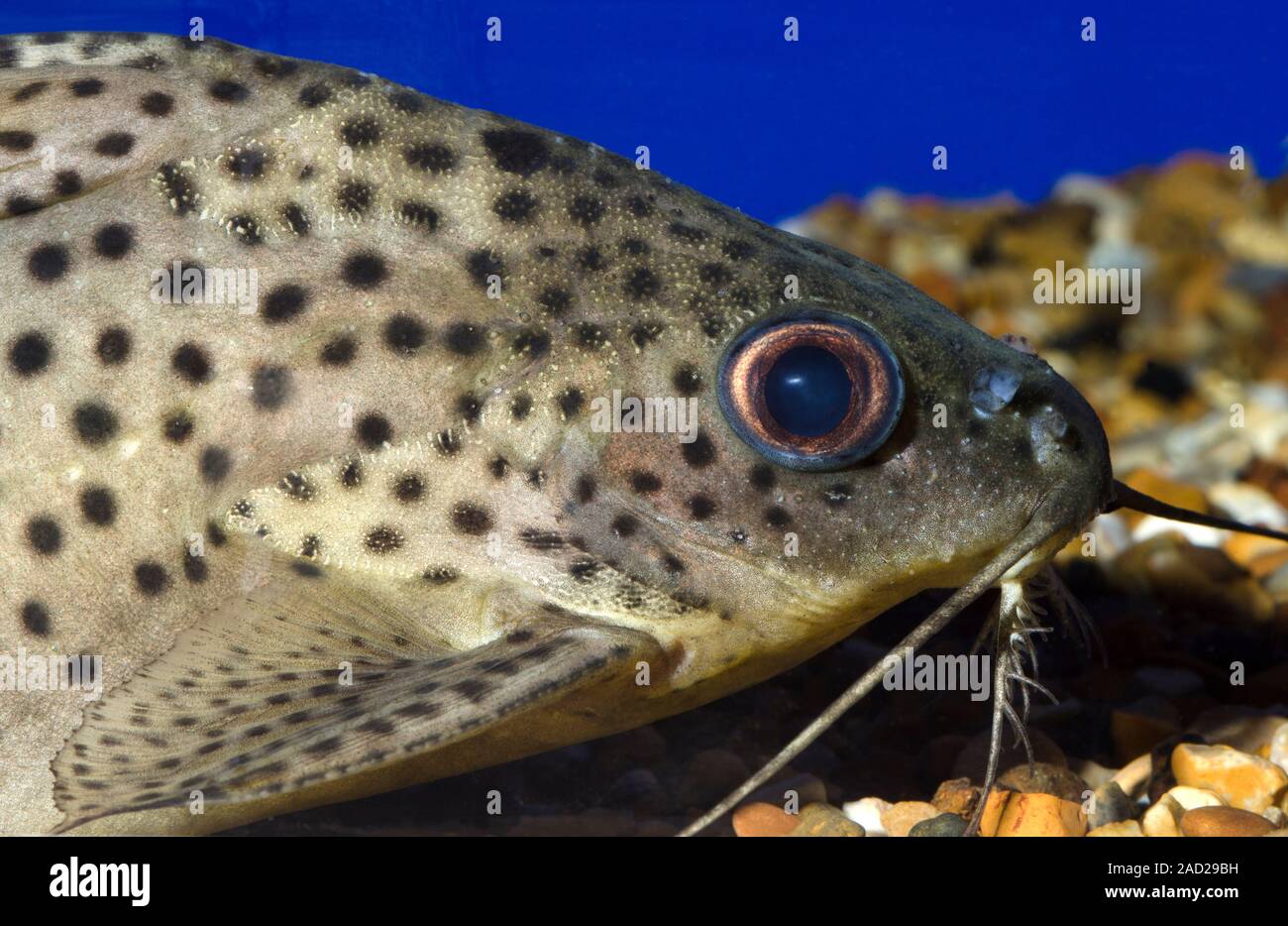 Leopard sailfin pleco (Pterygoplichthys gibbiceps) resting on stones ...
