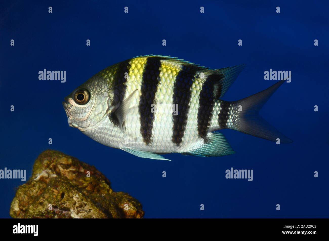 Sergeant major fish (Abudefduf saxatilis). This species of damselfish ...
