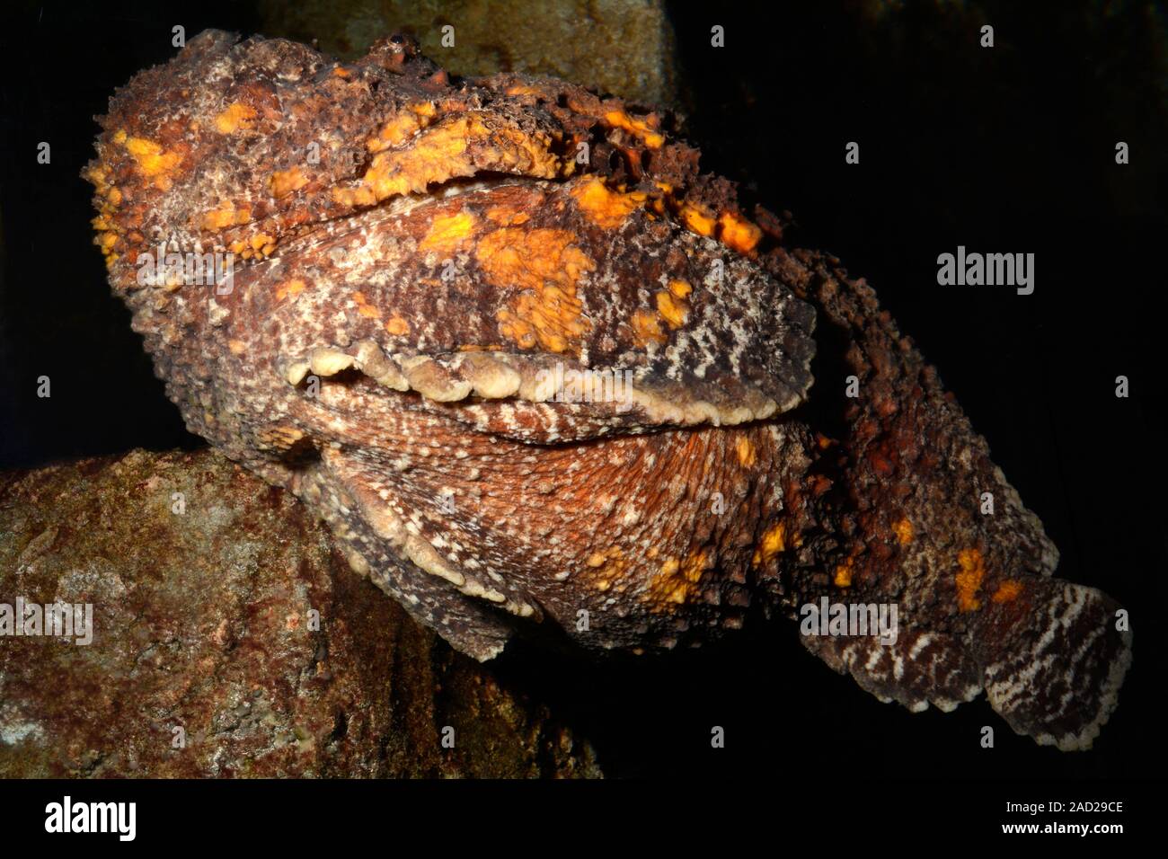 Stonefish (Synanceia verrucosa) camouflaged against a rock. This ...