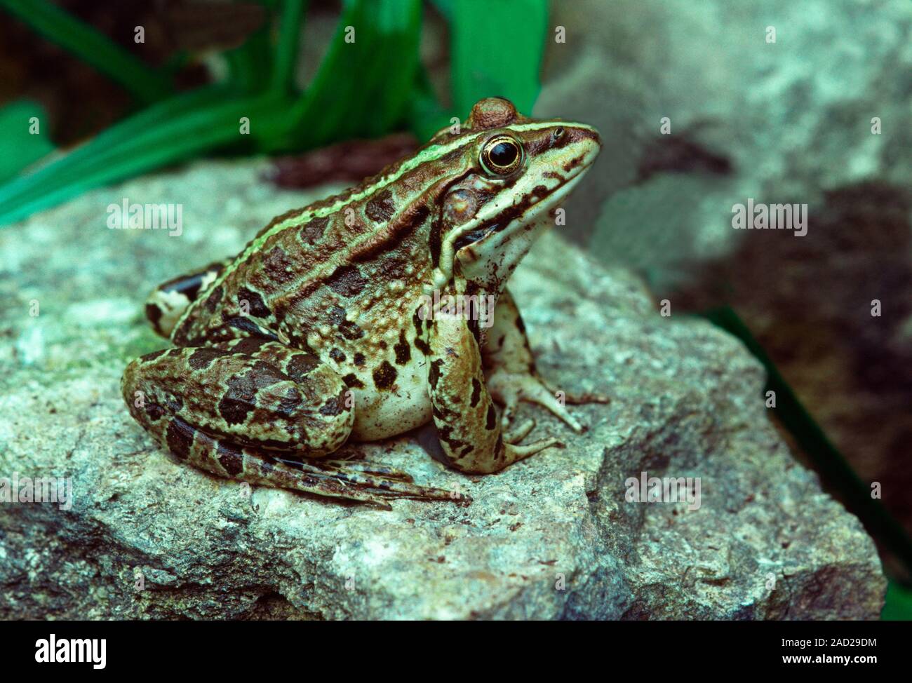 Mediterranean painted frog (Discoglossus pictus) resting on a rock by a ...