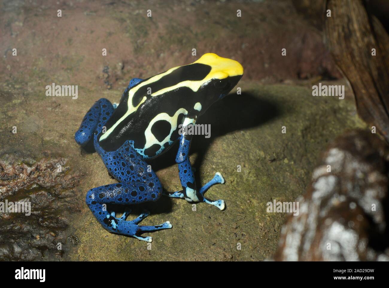 Dyeing poison frog (Dendrobates tinctorius). This species of poison ...