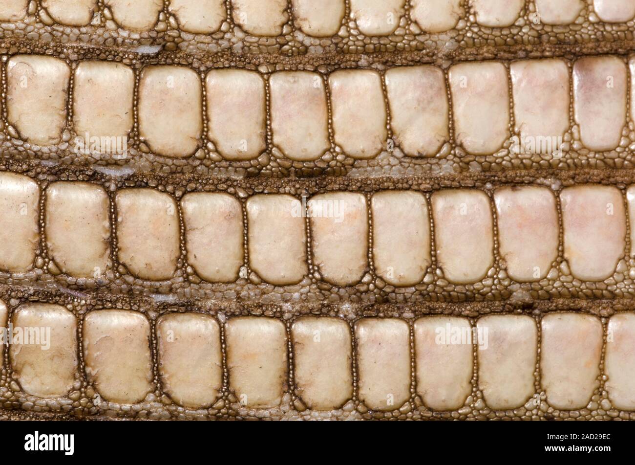 Monitor lizard skin. Close-up of the skin on the belly of a bosc ...