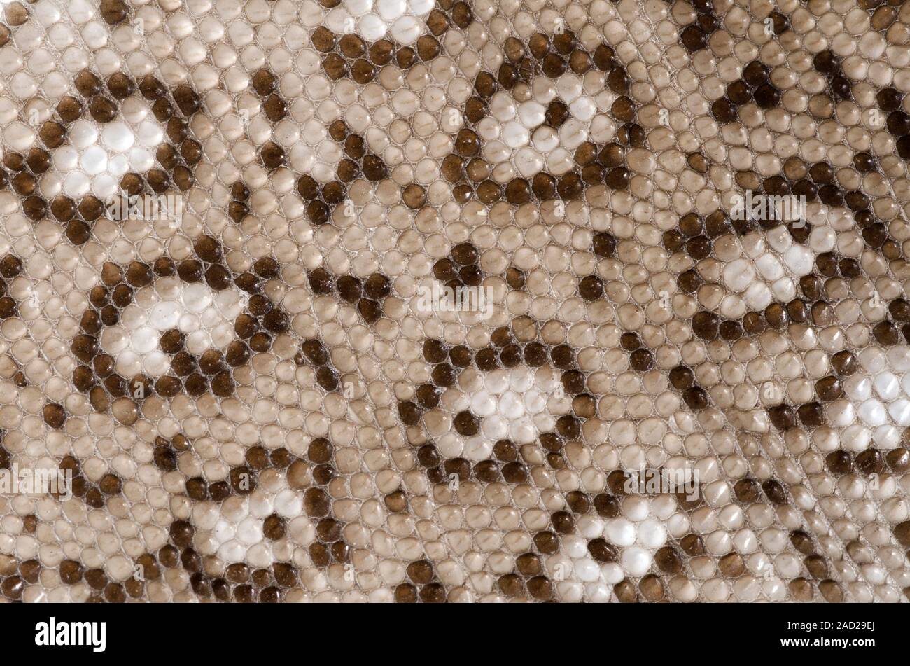 European eyed lizard skin. Close-up of skin shed by a European eyed ...