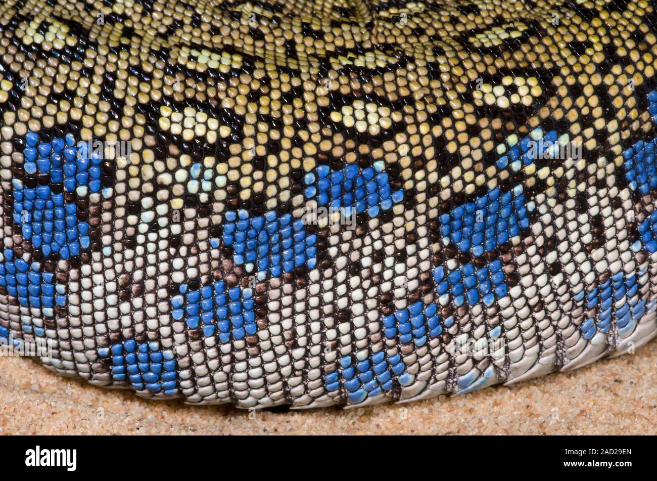 European eyed lizard skin. Close-up of the skin on the side of a ...