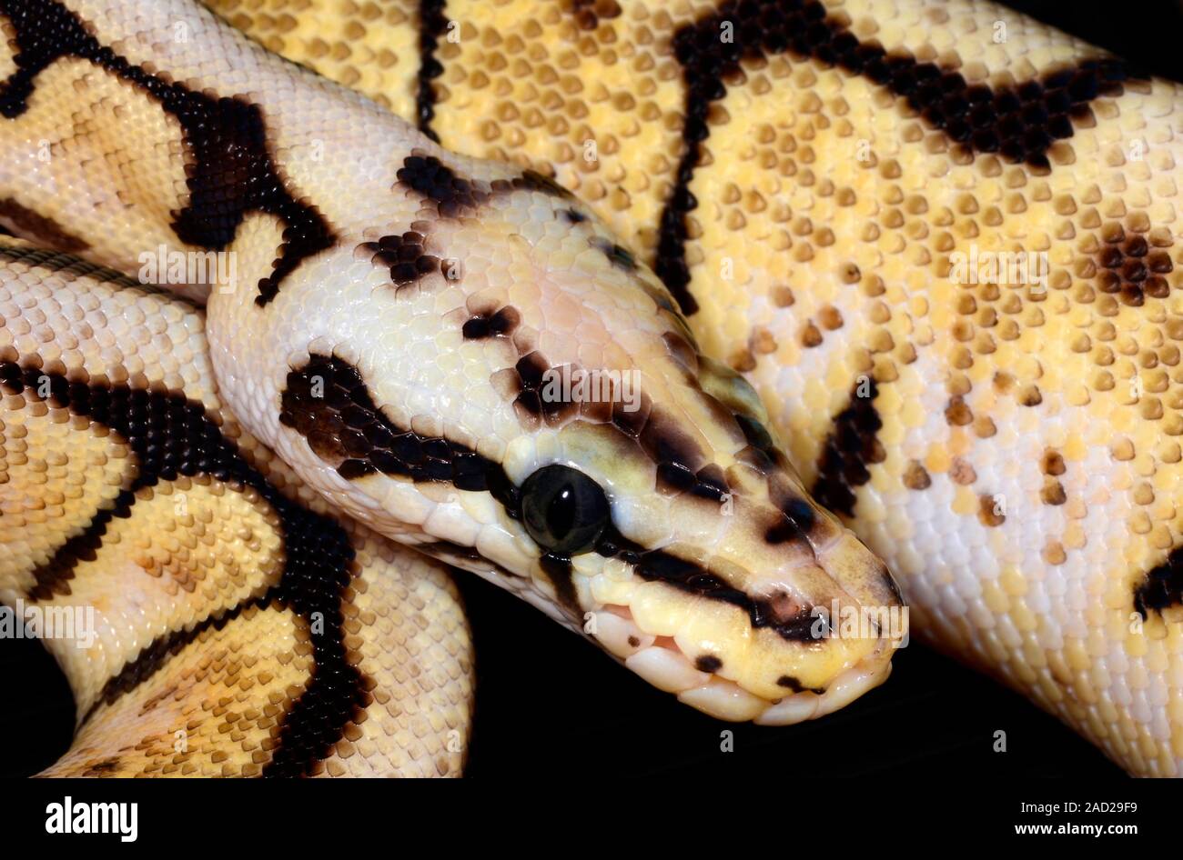 Bumblebee royal python. Close-up of the head of a bumblebee colour ...