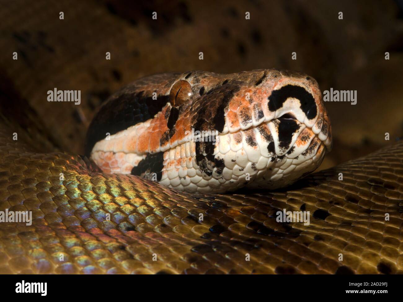 Hypo Colombian boa. Close-up of a Hypo colour morph of a Columbian boa ...