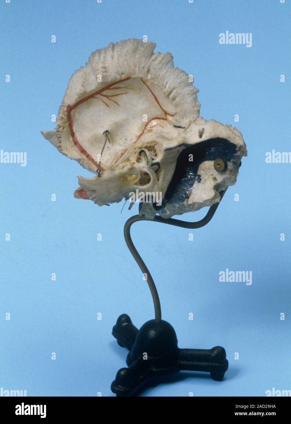 Anatomical model of the inner ear. At centre are the semicircular ...