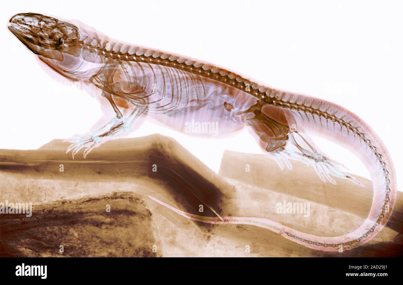 Tegu lizard. Coloured X-ray of an Argentine black and white tegu ...