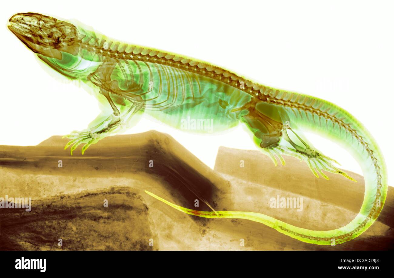Tegu lizard. Coloured X-ray of an Argentine black and white tegu ...