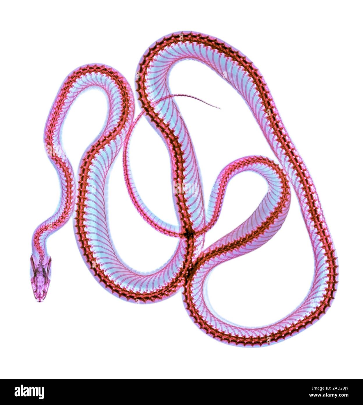 Snake, coloured X-ray Stock Photo - Alamy