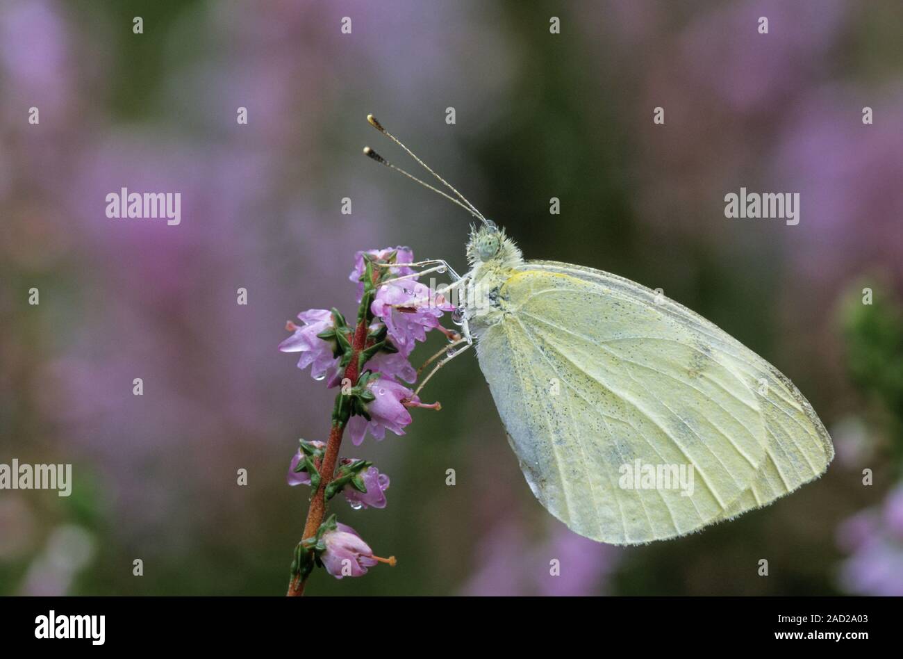 Small White has a natural range across Europe, Asia and North Africa ...