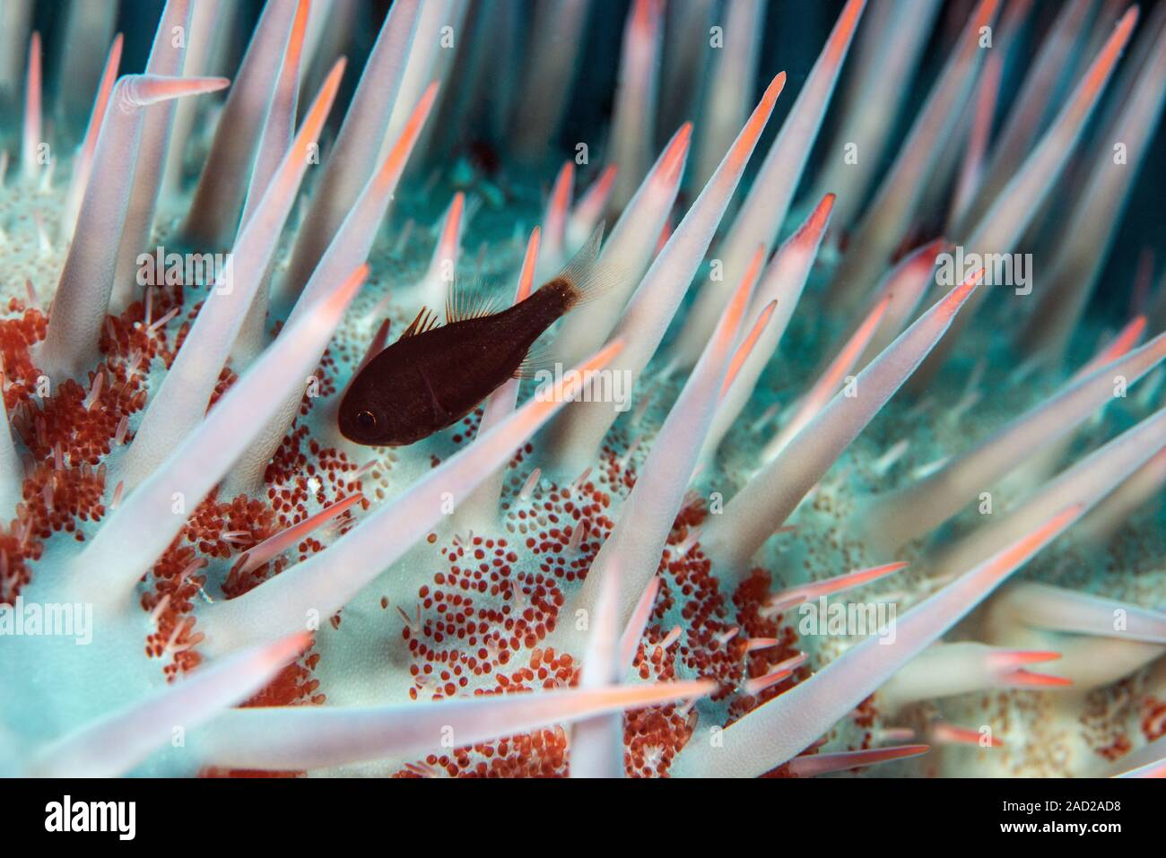 Crown of thorns starfish (Acanthaster planci), with a small fish hiding ...