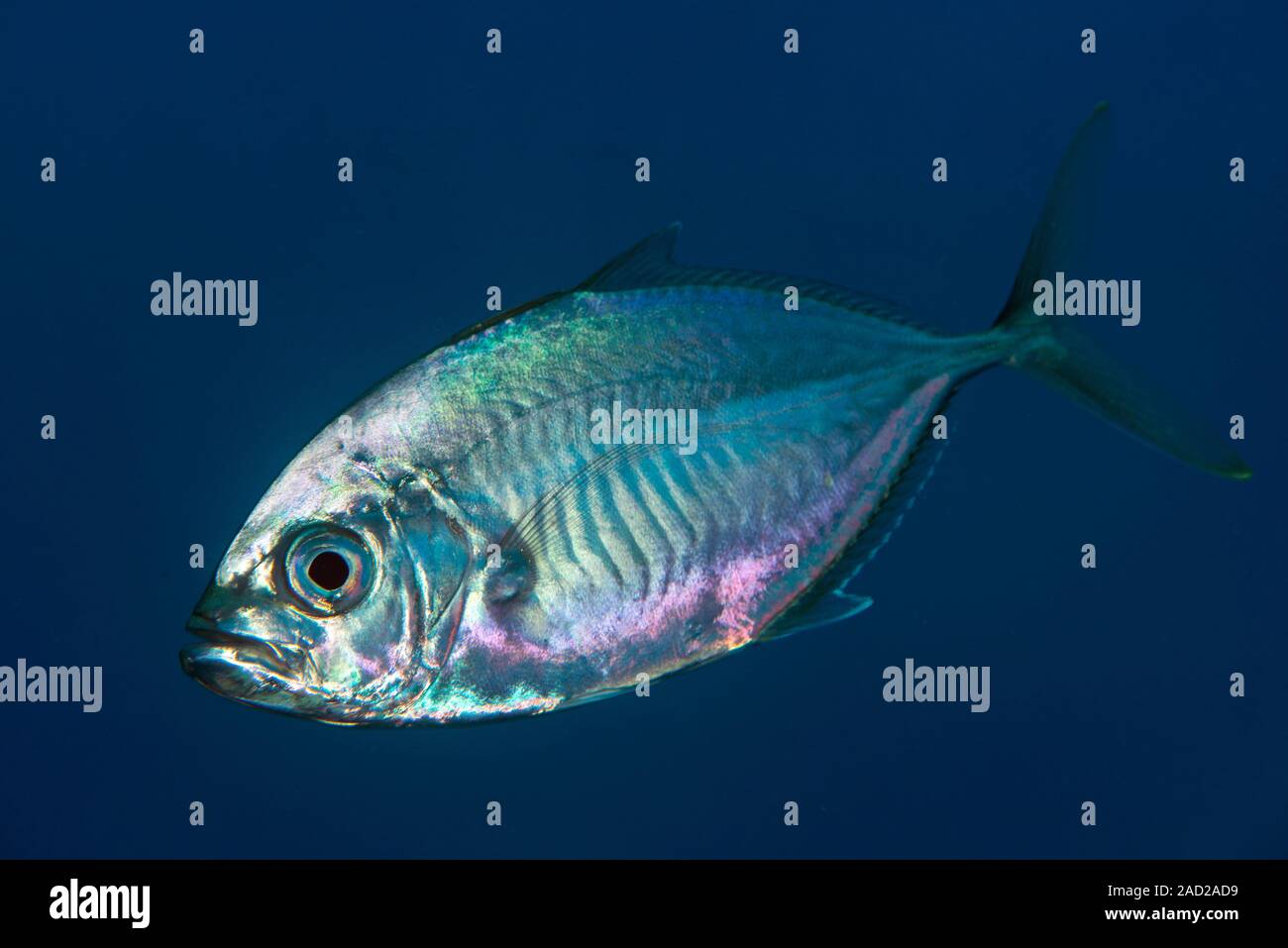 Trevally (Caranx sp.) fish. All trevally species are powerful predators ...