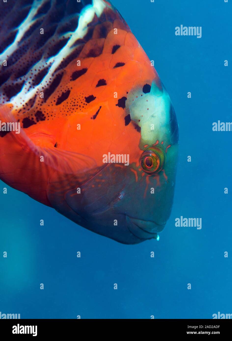 Red-breasted wrasse (Cheilinus fasciatus). Photographed on a coral reef ...