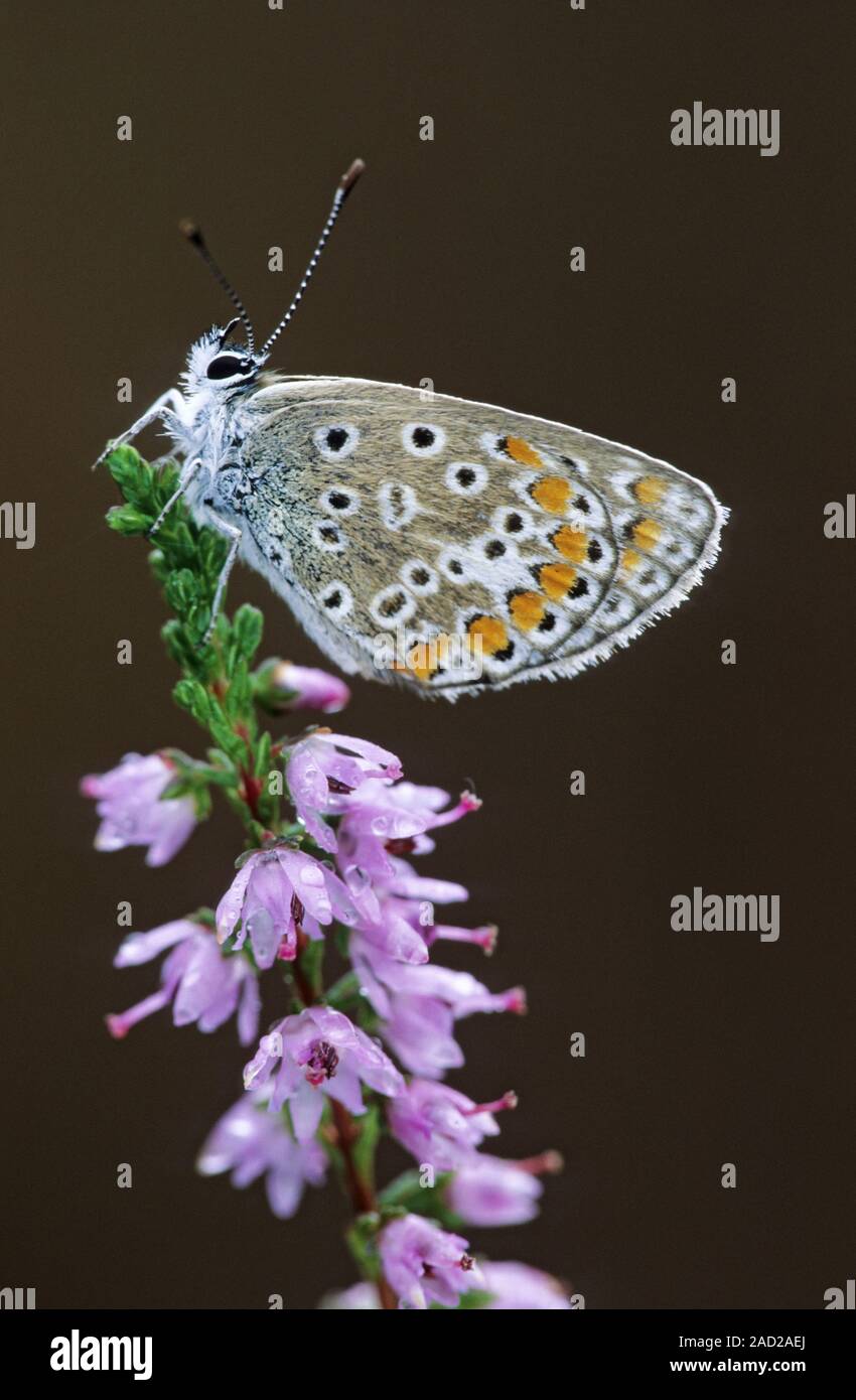 Common Blue is widespread and common over the temperate Europe and Asia ...