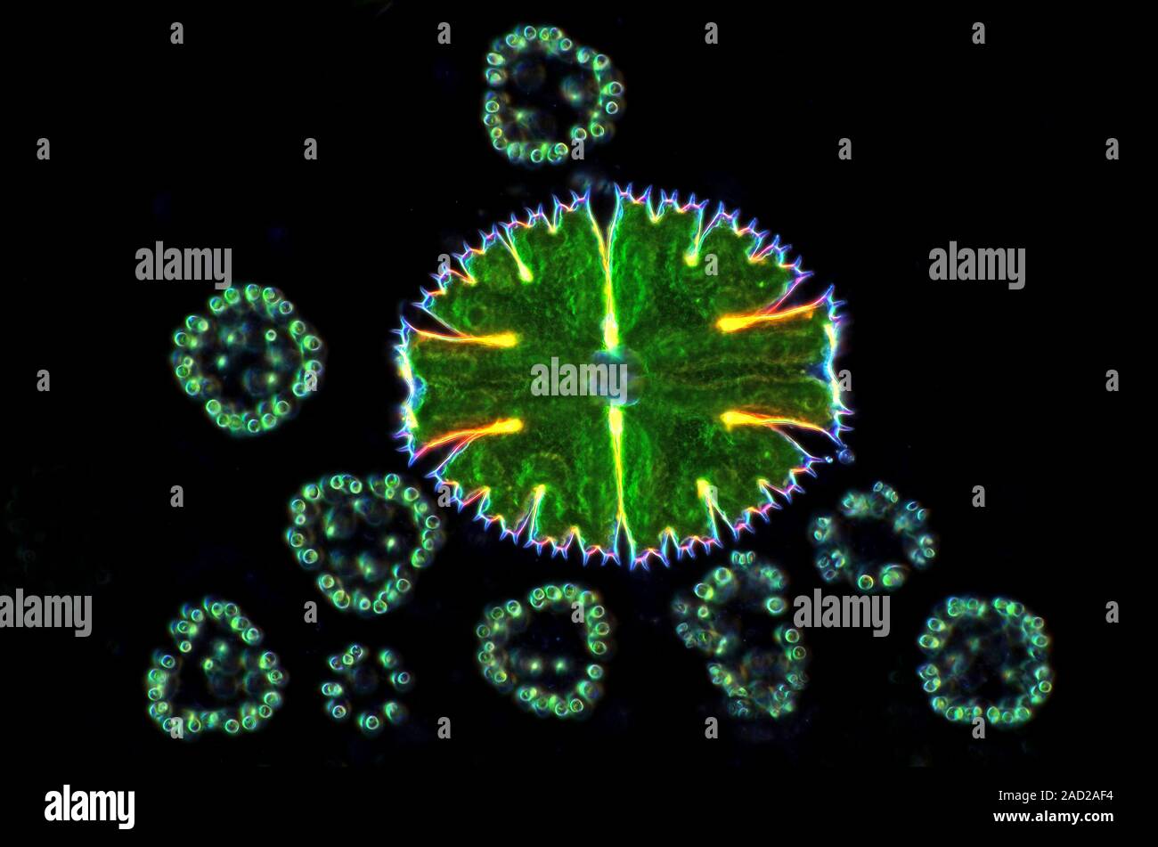 Desmid and Dictyosphaerium green algae. Darkfield illuminated polarised ...