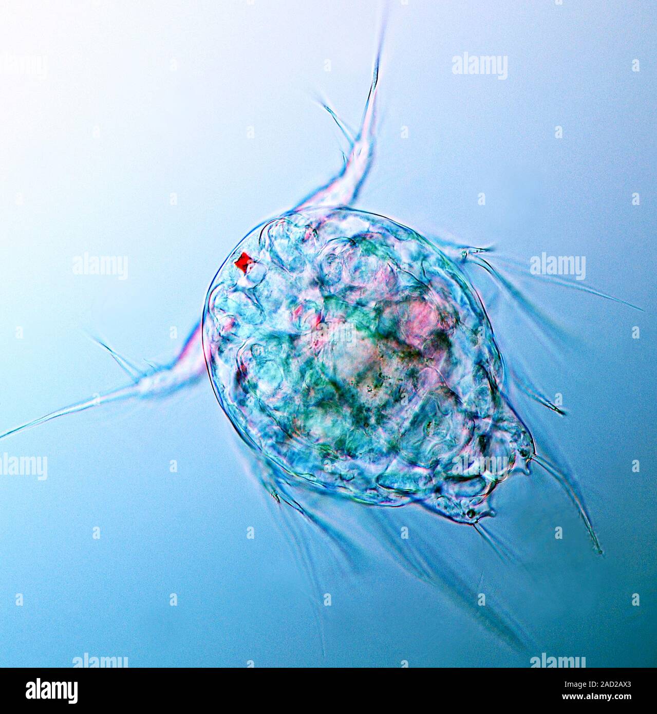 Copepod larva. Polarised light micrograph of a nauplius larva. A ...