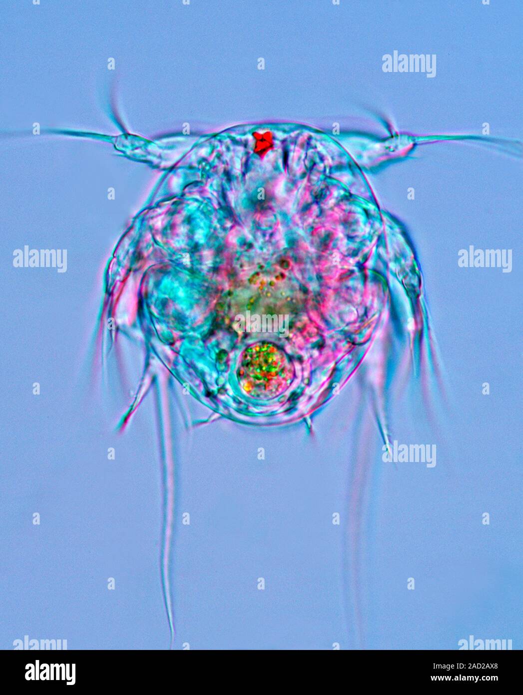 Copepod larva. Polarised light micrograph of a nauplius larva. A ...