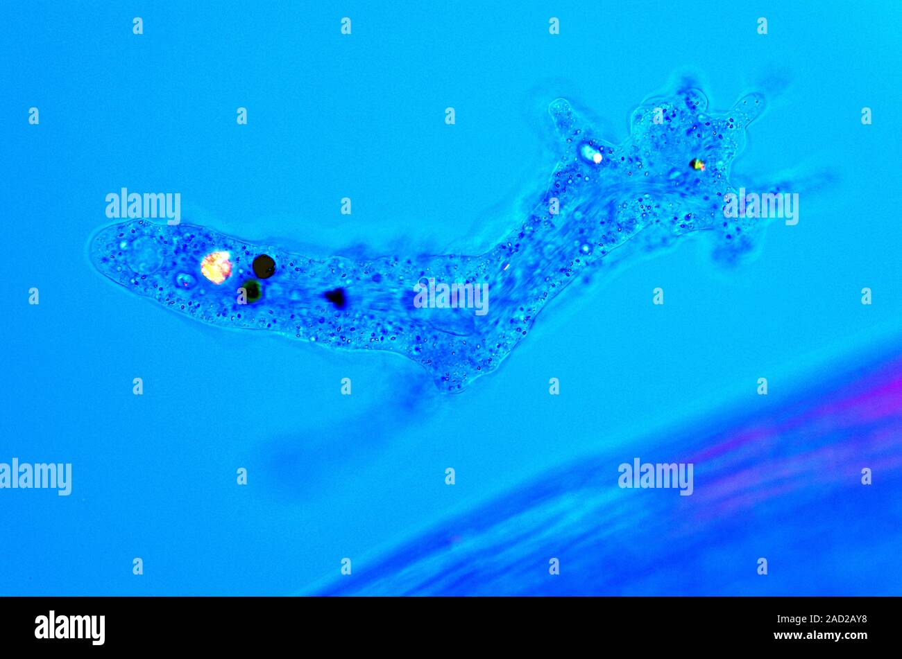 Amoeba protozoa. Polarised light micrograph of an Amoeba sp. protozoa, showing its internal ...