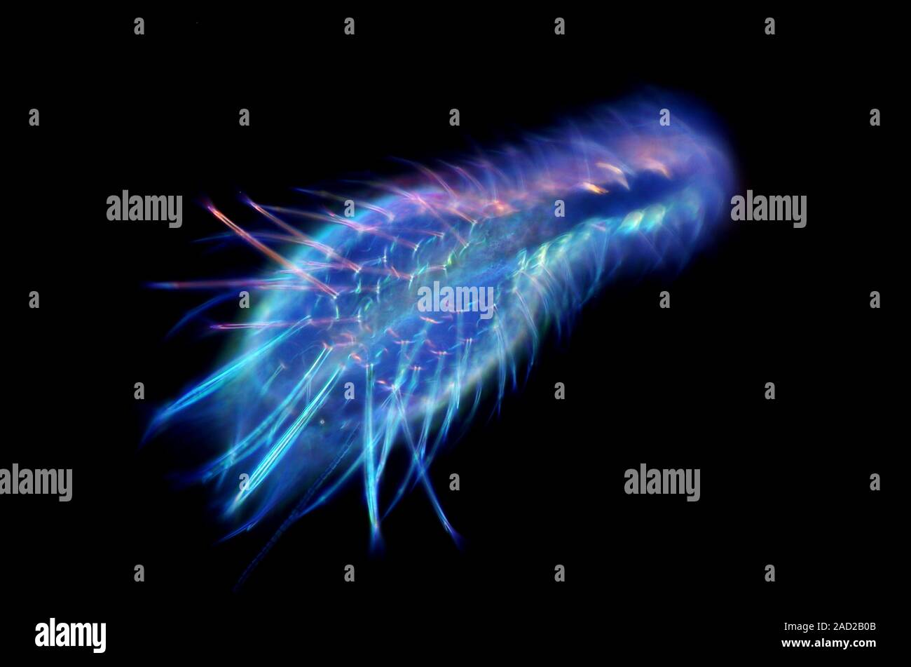 Gastrotrich. Darkfield illuminated polarised light micrograph of a ...