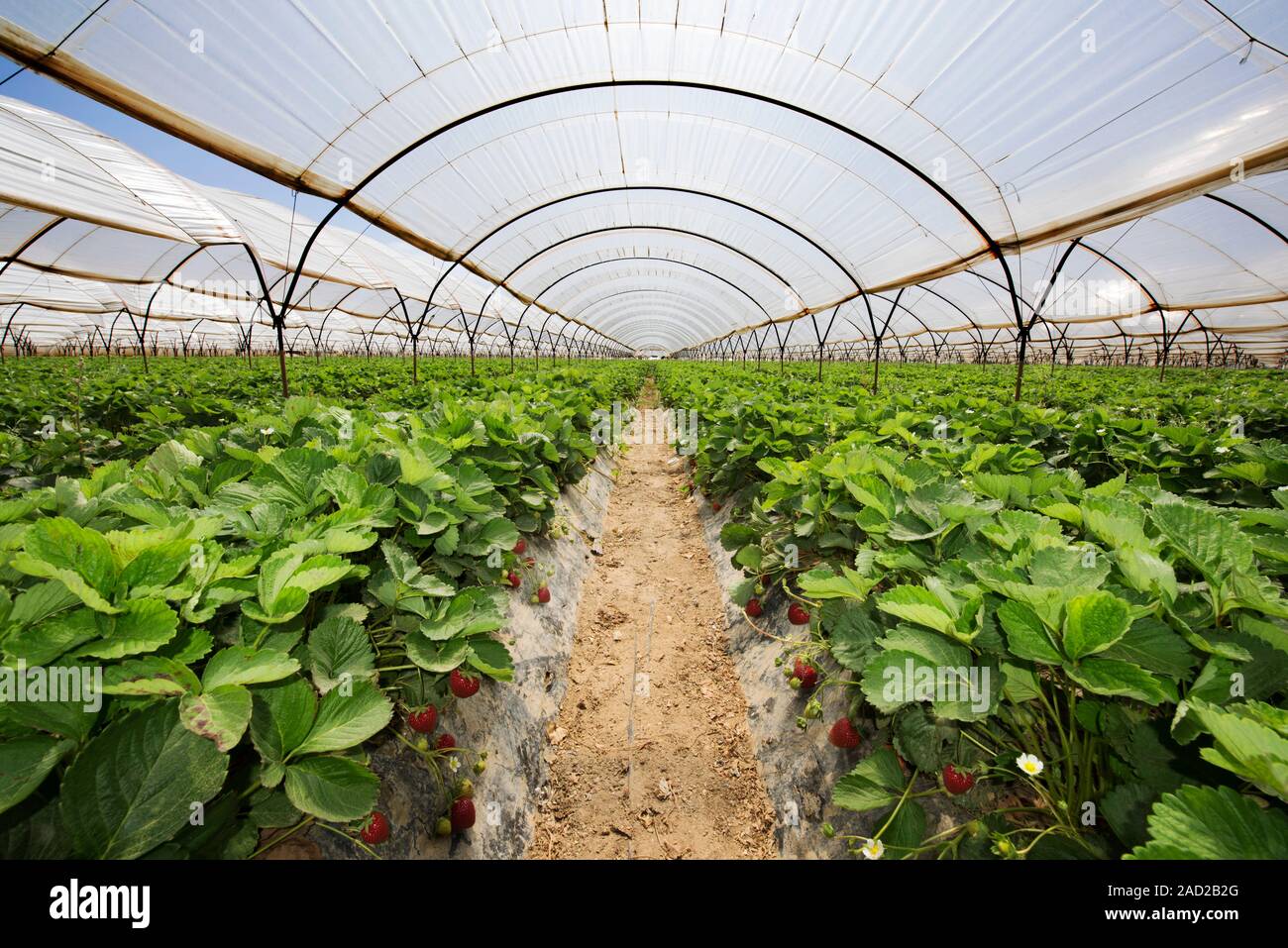Growing strawberries in polytunnels in Greece. A polytunnel (also known ...