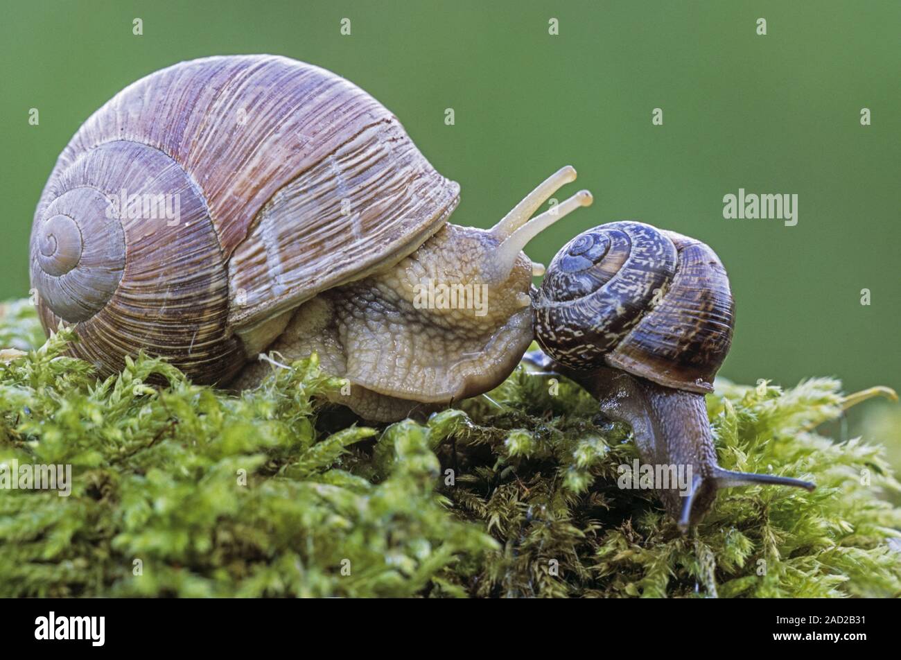 Burgundy Snail, the shell has 5 to 6 whorls - (Roman Snail and Copse ...