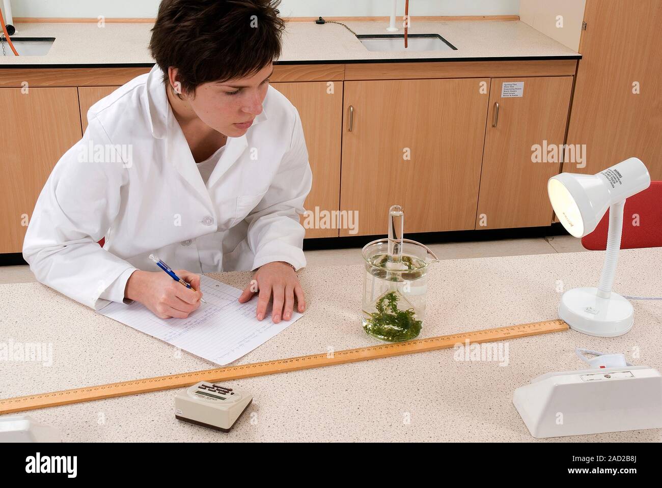Pondweed oxygen production experiment. Student in a lab measuring the ...