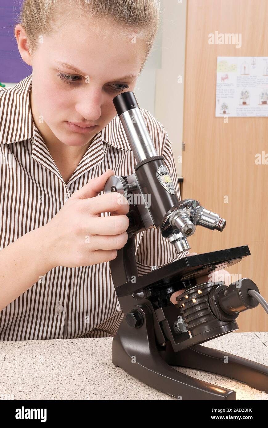 Setting up a microscope. Student adjusting an optical microscope before ...