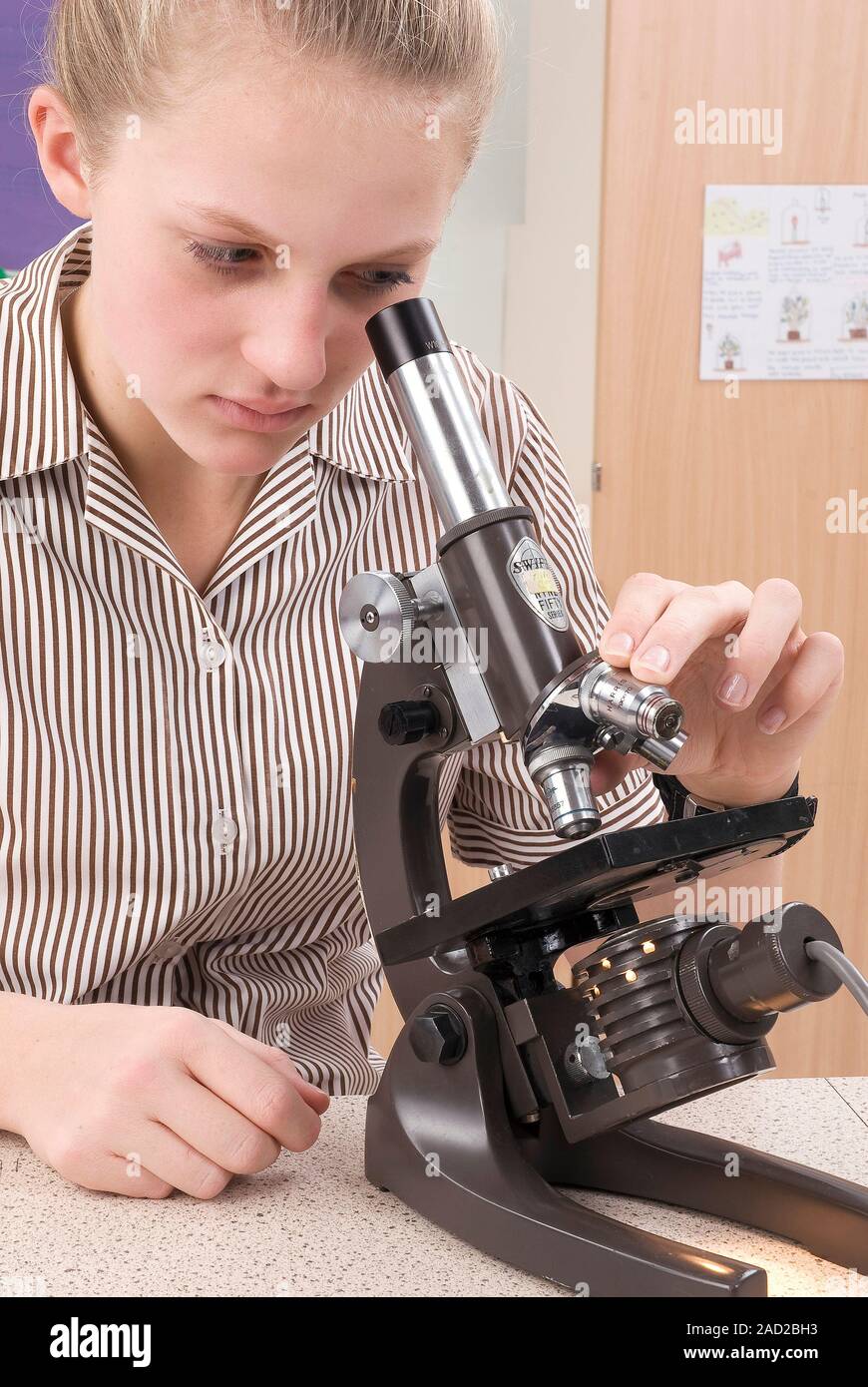 Setting up a microscope. Student adjusting an optical microscope before ...