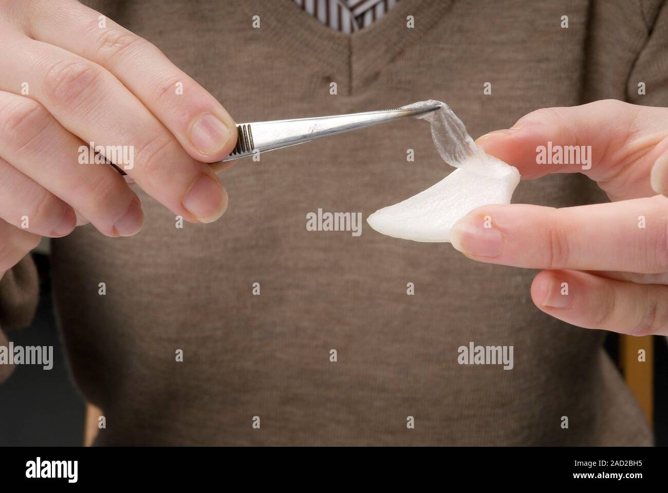 Microscope slide preparation. Close-up of a student preparing an onion ...