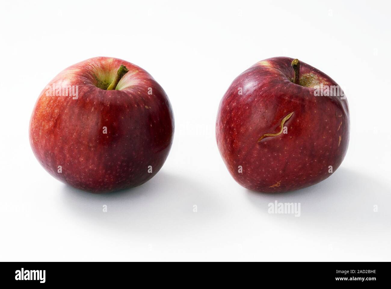 Bruised apple. Normal (left) apple compared to one with that has been ...