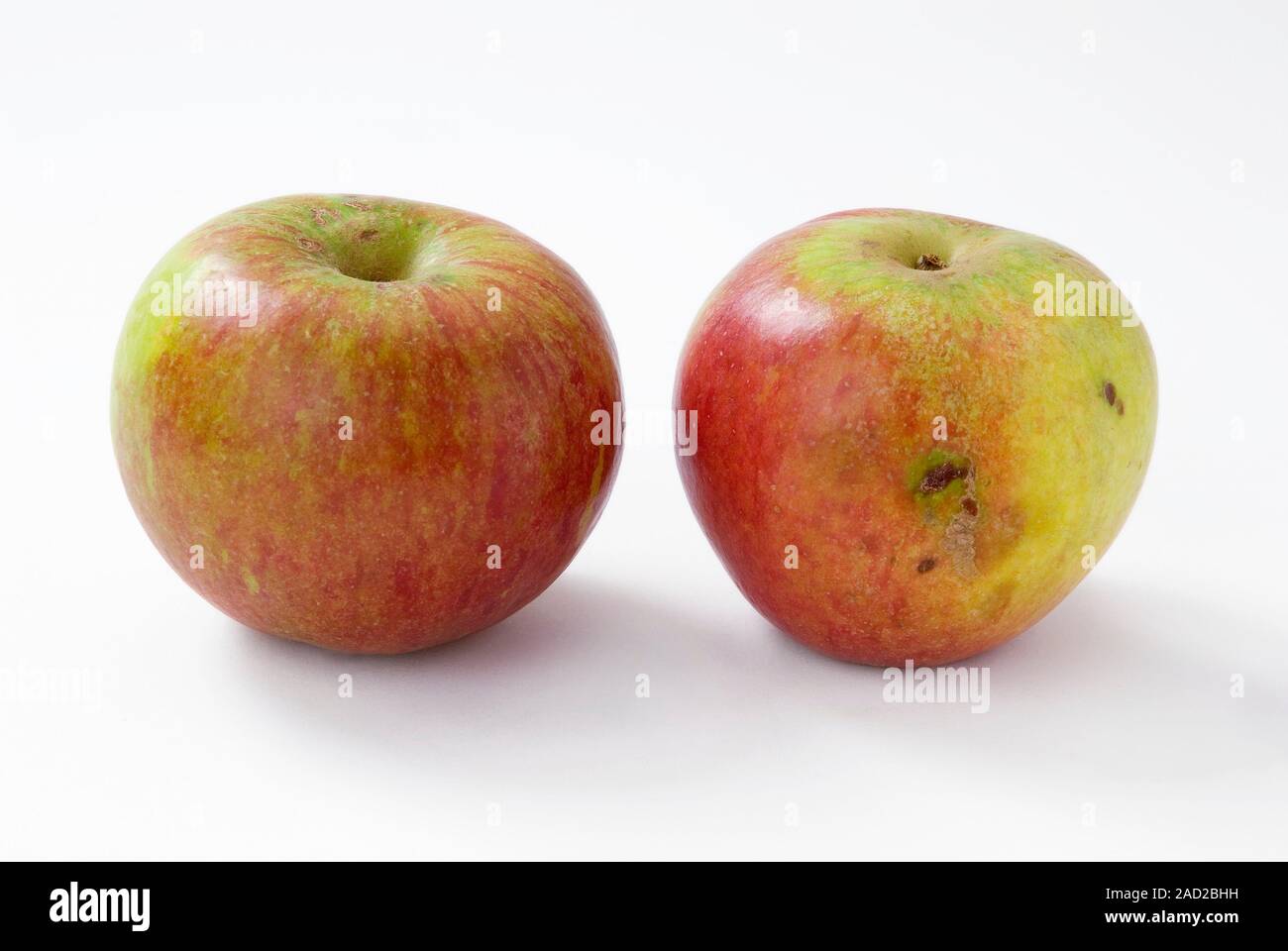Bruised apple. Normal (left) apple compared to one with that has been ...
