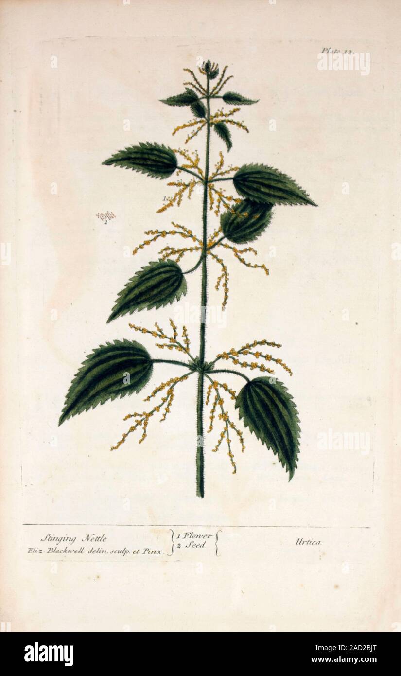 Stinging nettle plant (Urtica dioica), 18th-century illustration ...