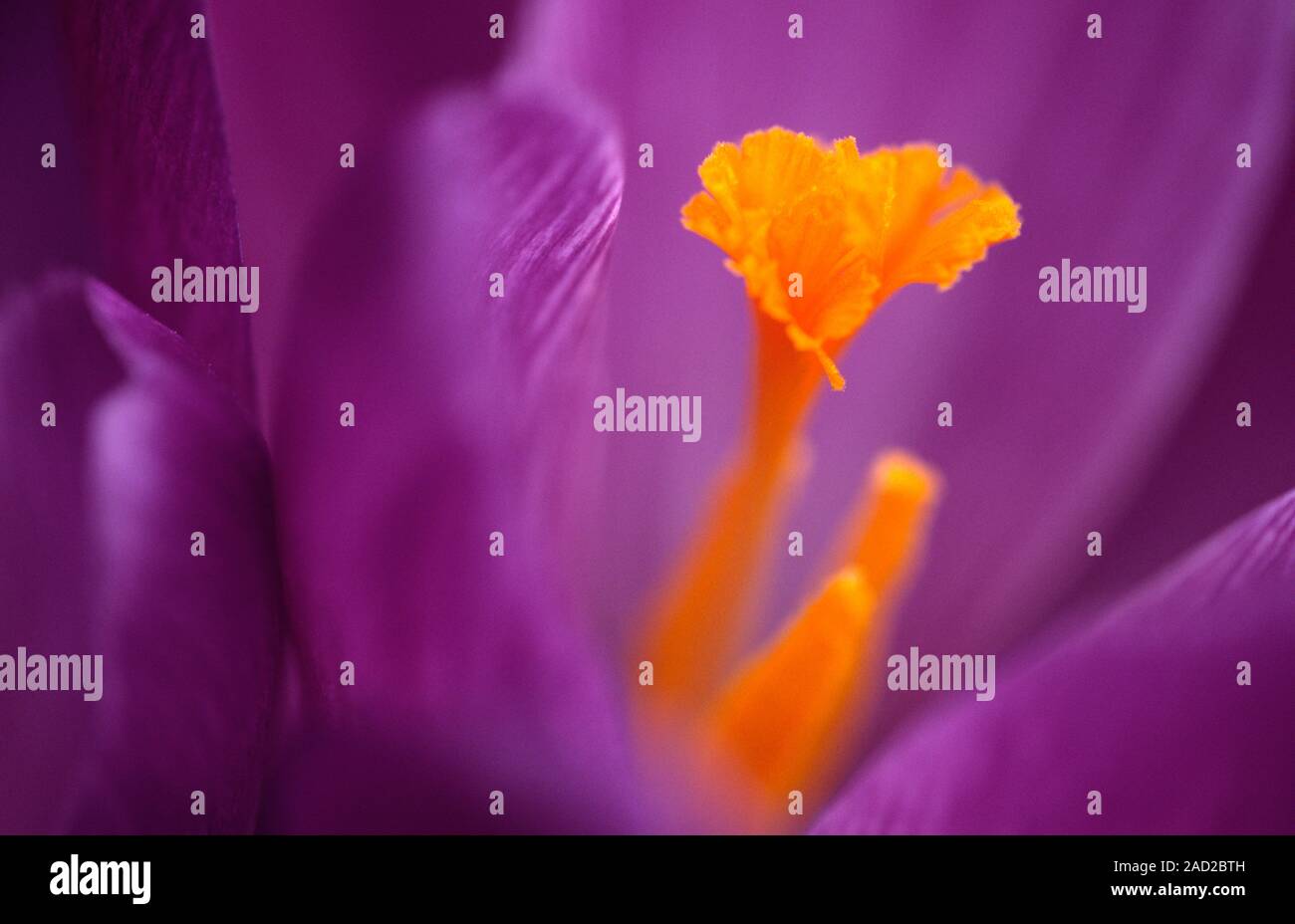 Close-up abstract image of the inside of a purple crocus flower showing ...