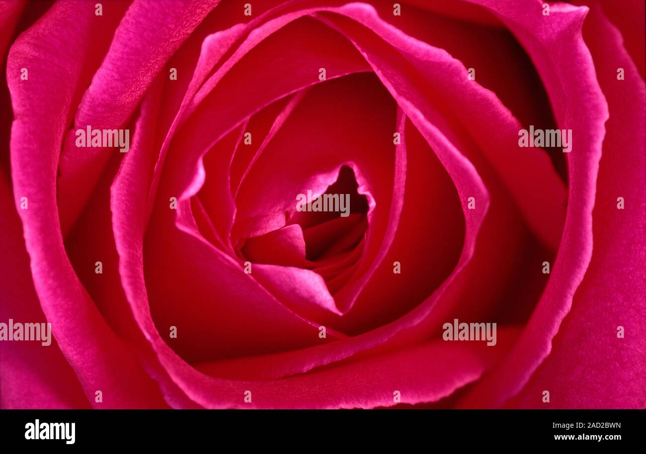 Close-up abstract of a single deep pink rose (Rosa variety) growing in ...
