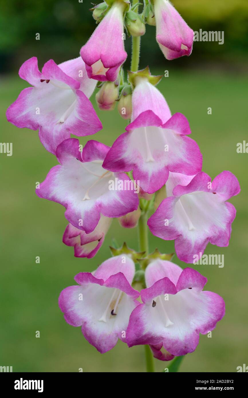 Close-up of the flowers of a Penstemon 'Laura' growing in a Norfolk ...