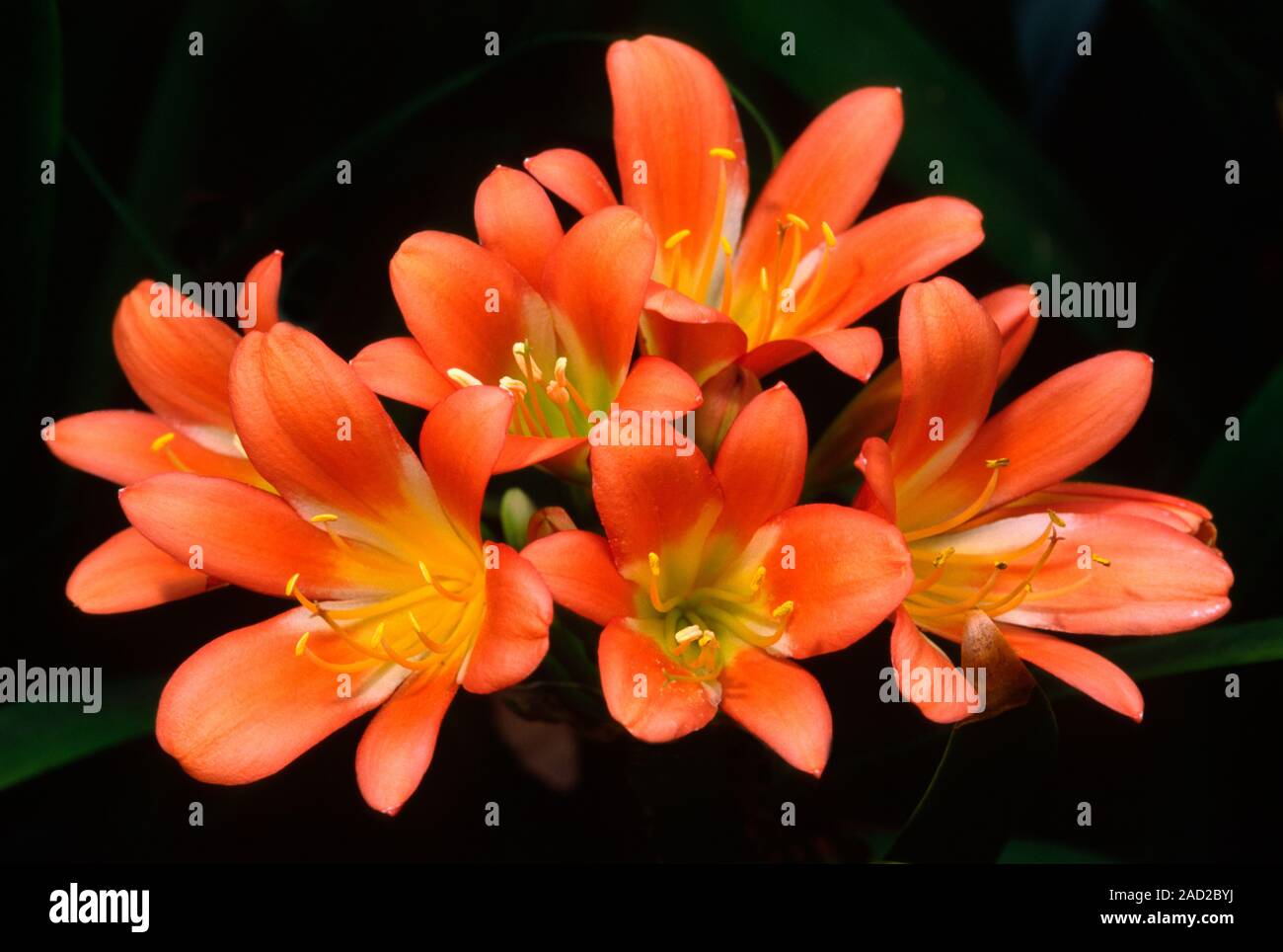 Close-up portrait of a spray of bush lily flowers (Clivia miniata ...