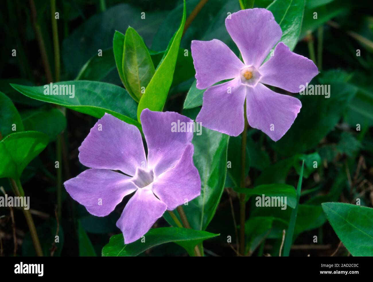 Close-up of greater periwinkle flowers (Vinca major), growing in a ...